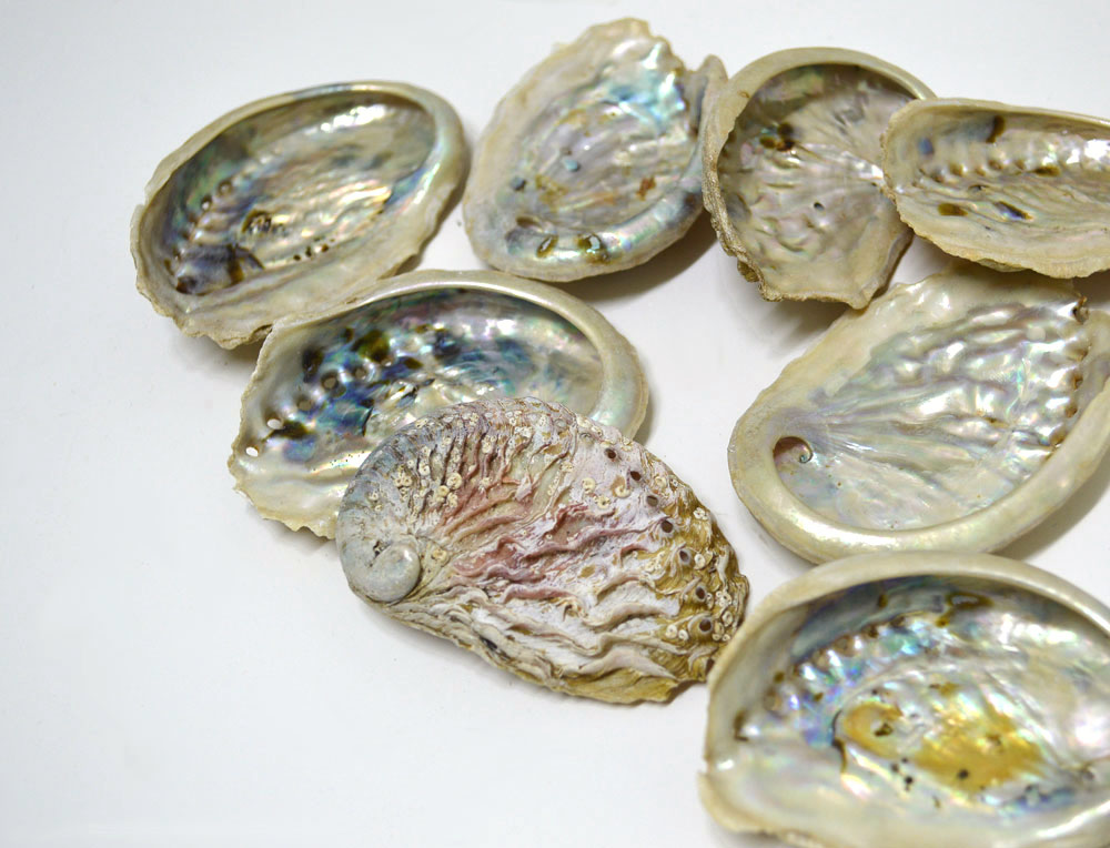 Borders Aromatics - Abalone Shells