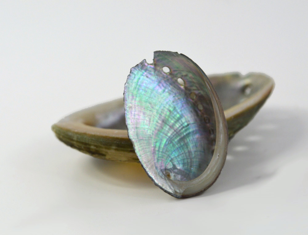 Borders Aromatics - Abalone Shells