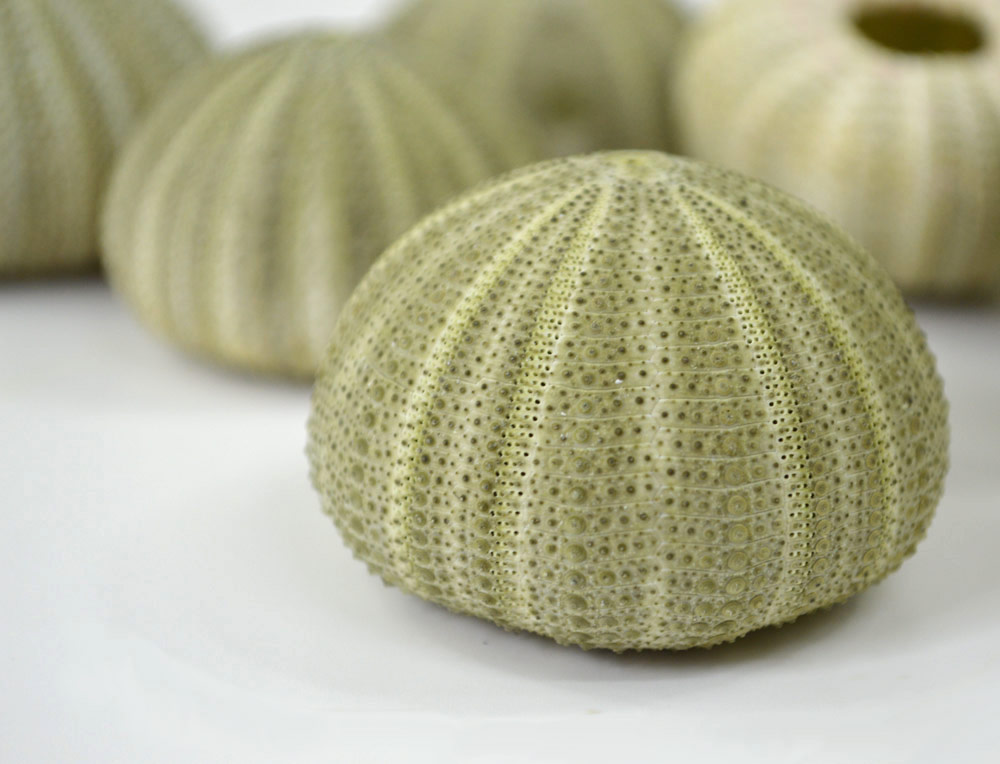 Borders Aromatics - Green Sea Urchins