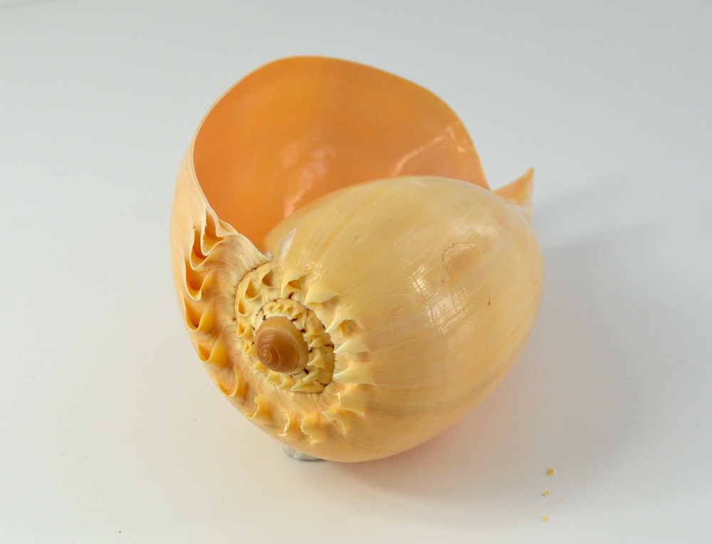 Borders Aromatics - Mushel Melo Shells