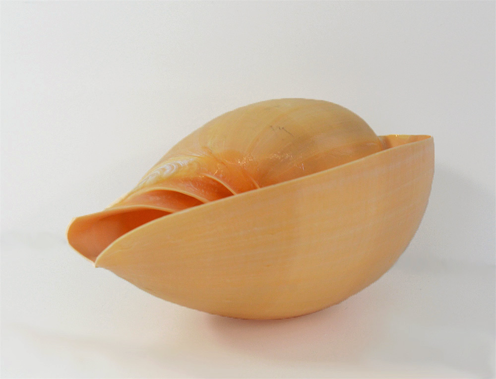 Borders Aromatics - Mushel Melo Shells