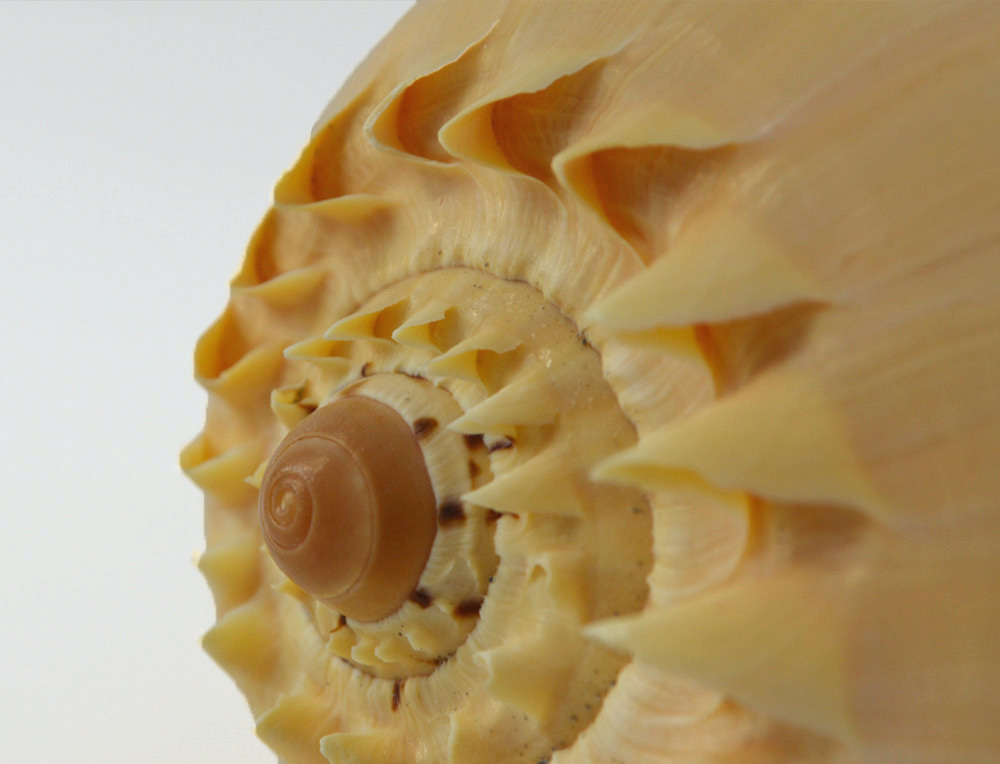 Borders Aromatics - Mushel Melo Shells